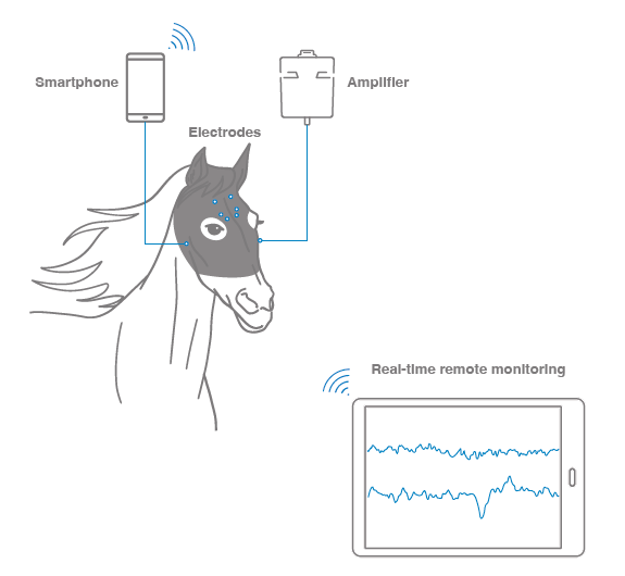 Ultra-Mobile EEG Solution for Animals | ANT Neuromeeting